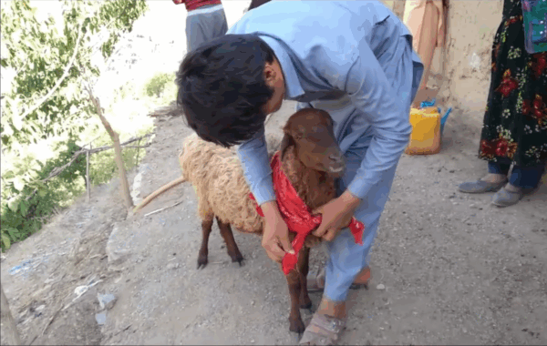 Donate Qurbani Online | Eid al-Adha Sacrifice with Impact